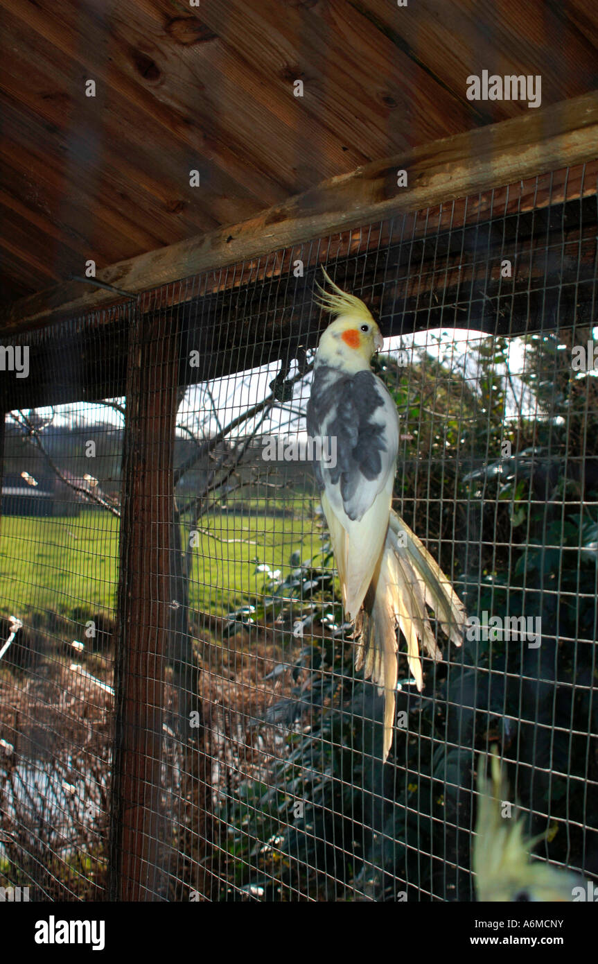 Captive Cockatiel Bird Stock Photo - Alamy