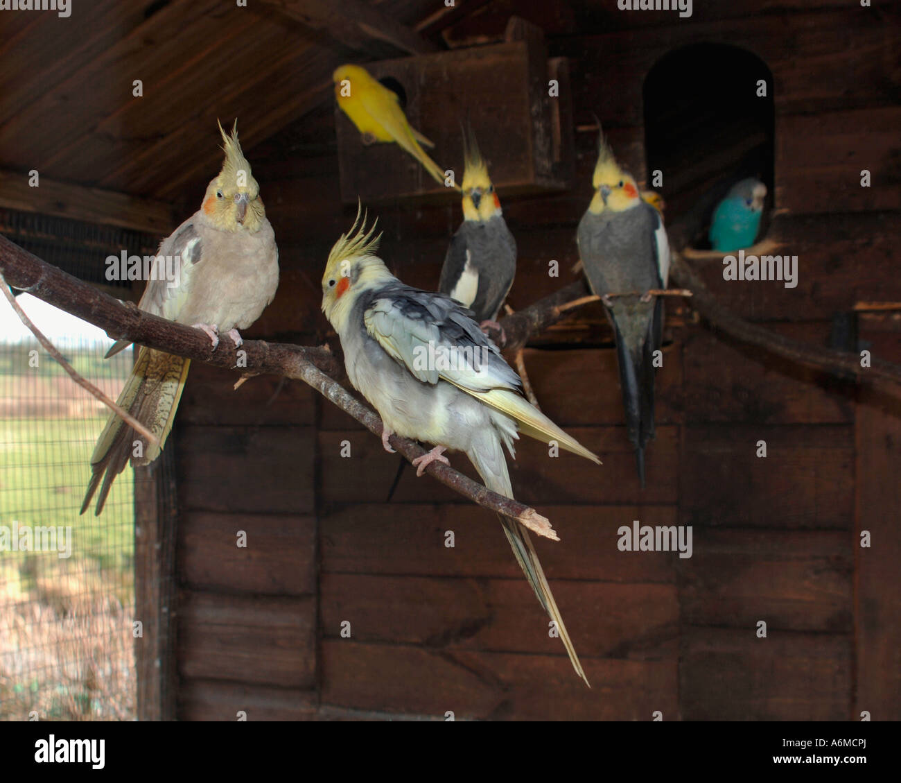 Inside An Avery Containing Different Species Of Birds Stock Photo - Alamy