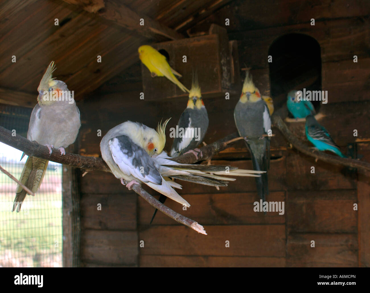 Inside An Avery Containing Different Species Of Birds Stock Photo - Alamy