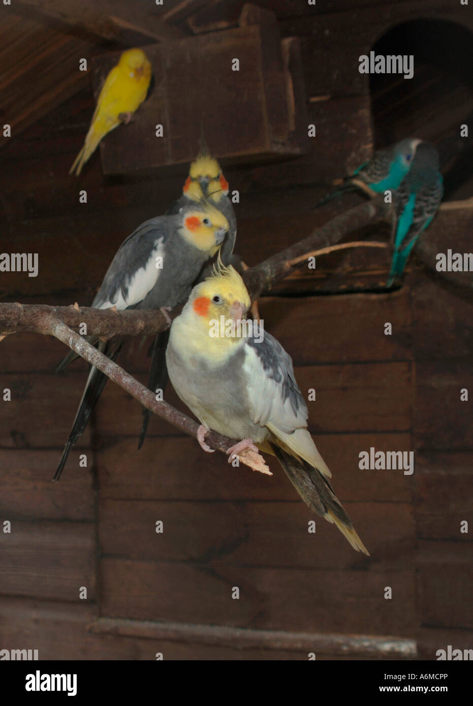 Inside An Avery Containing Different Species Of Birds Stock Photo - Alamy