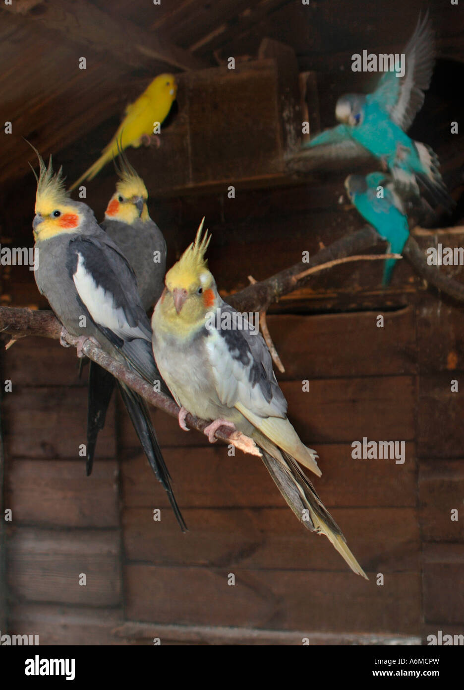 Inside An Avery Containing Different Species Of Birds Stock Photo - Alamy