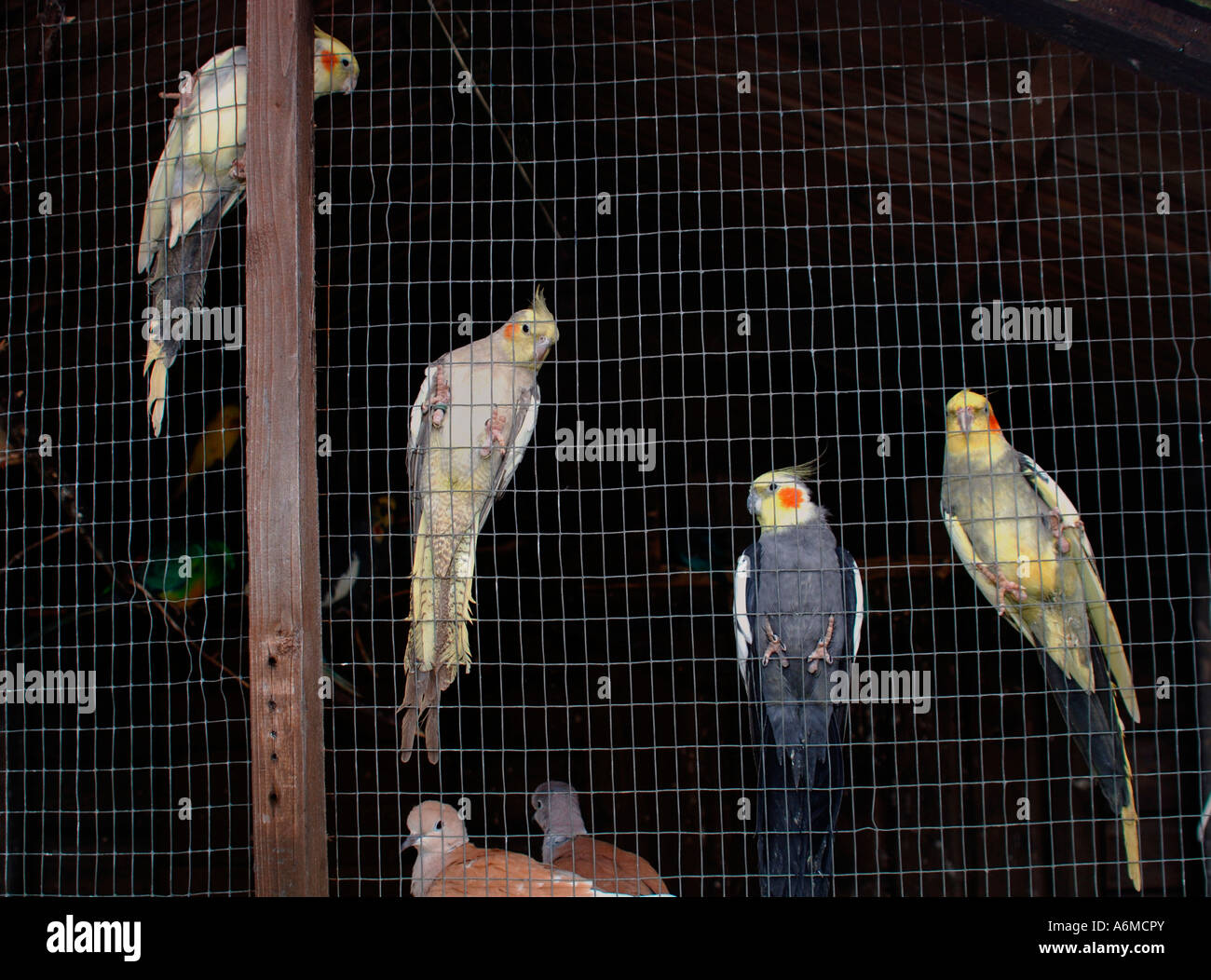 Captive Cockatiel Birds Stock Photo - Alamy