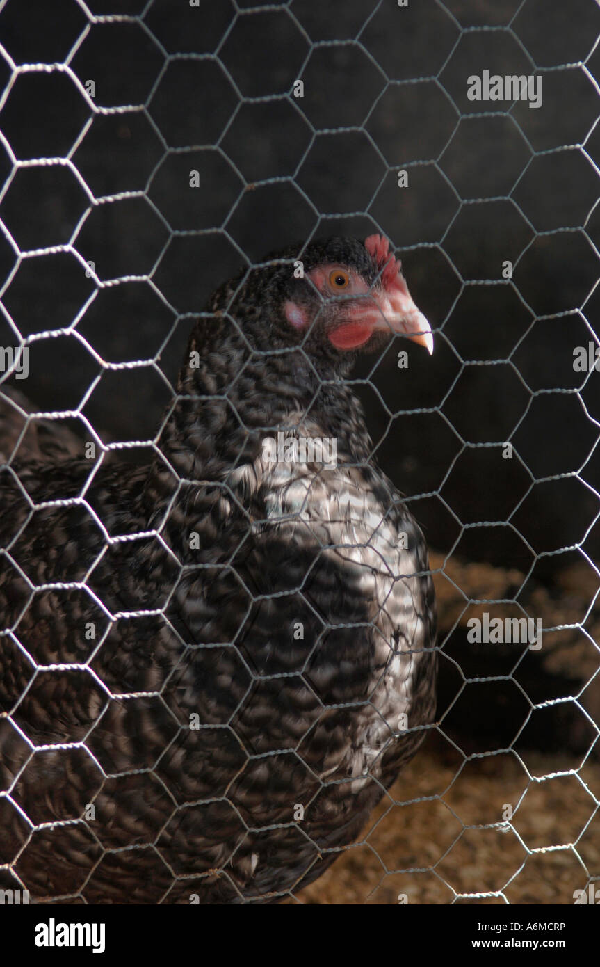 Chicken In An Enclosure Stock Photo - Alamy