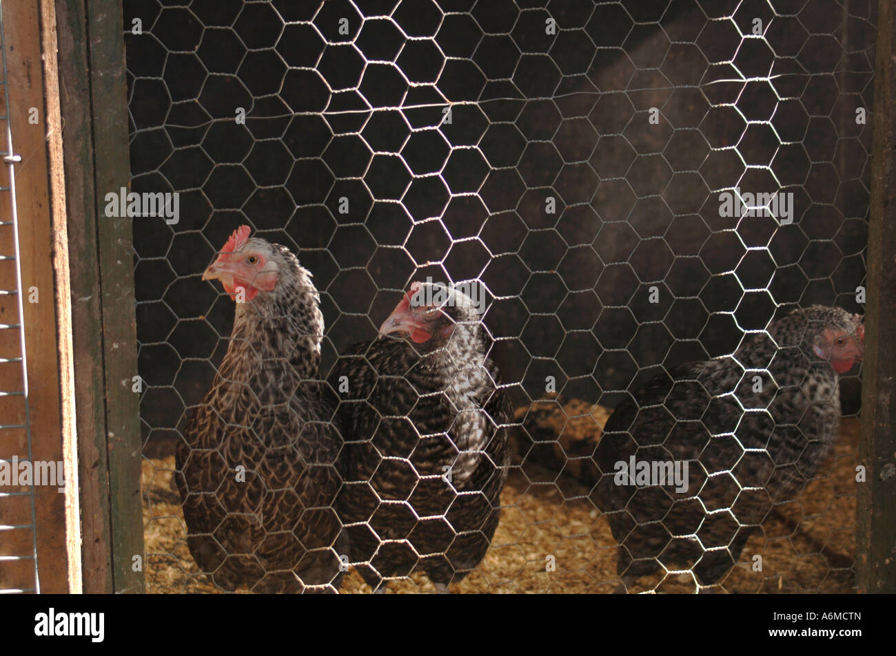 Birds enclosure hi-res stock photography and images - Alamy