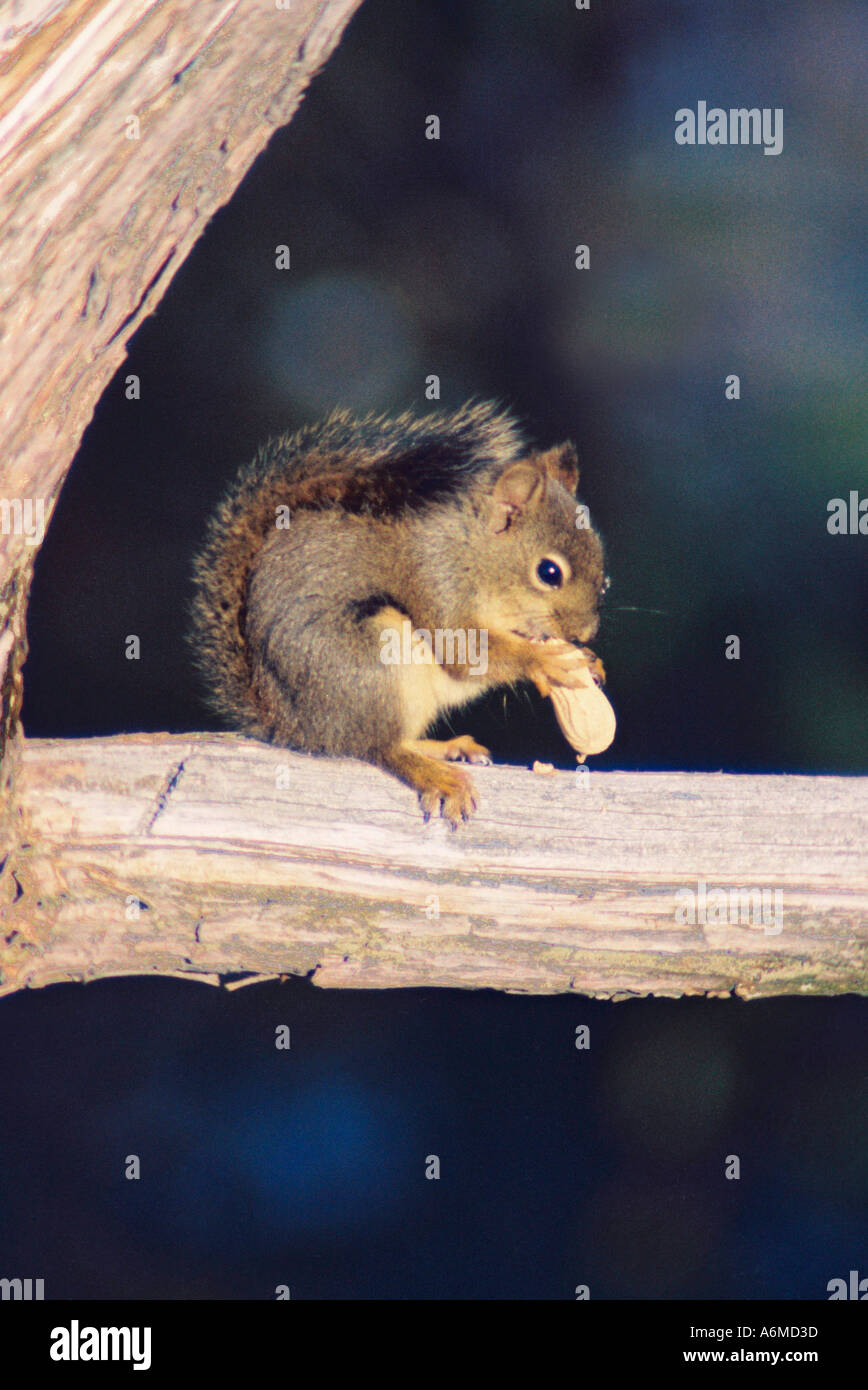 CRACKING THE NUT Stock Photo - Alamy