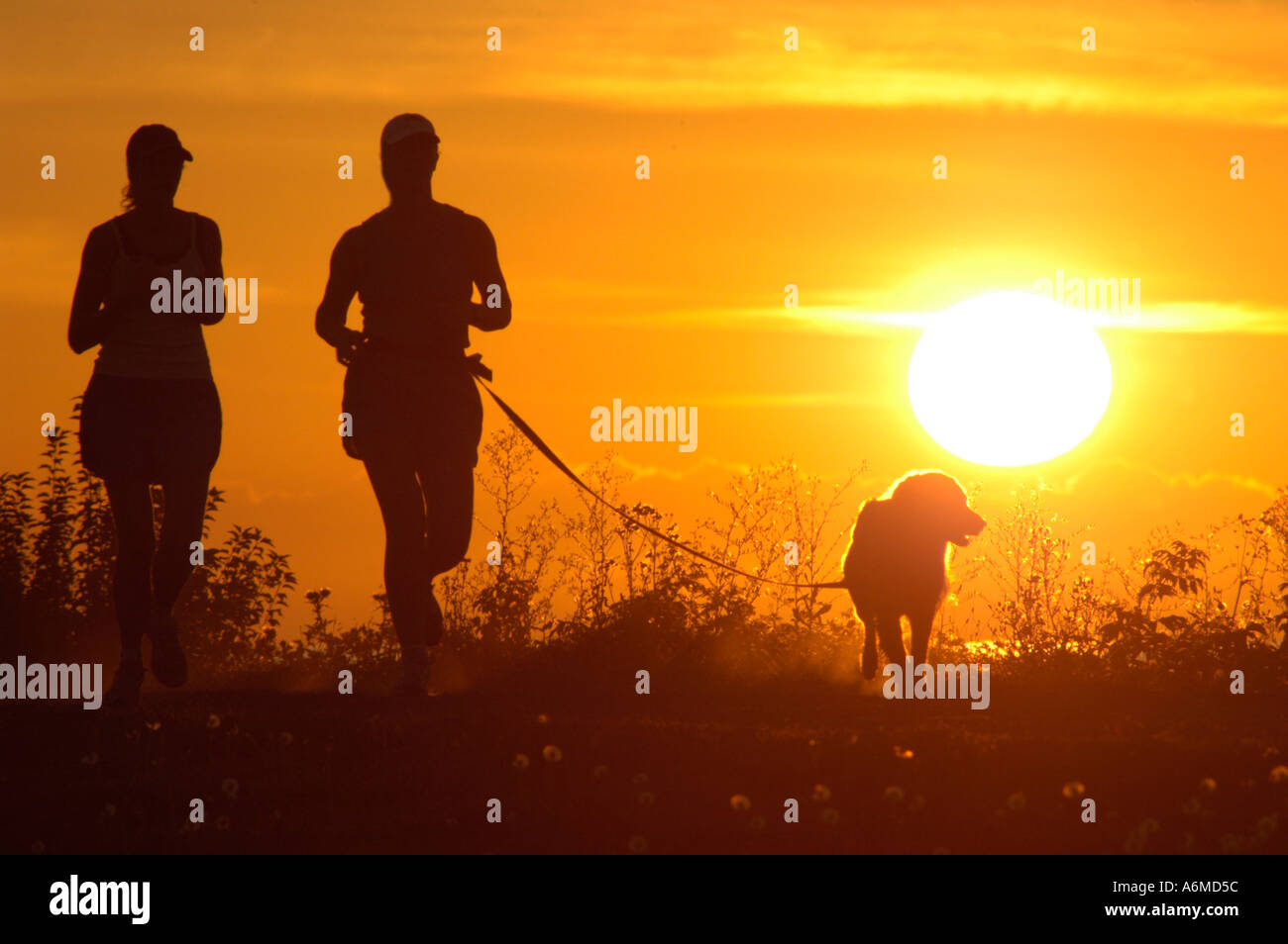 Senior jogging dog hi-res stock photography and images - Alamy