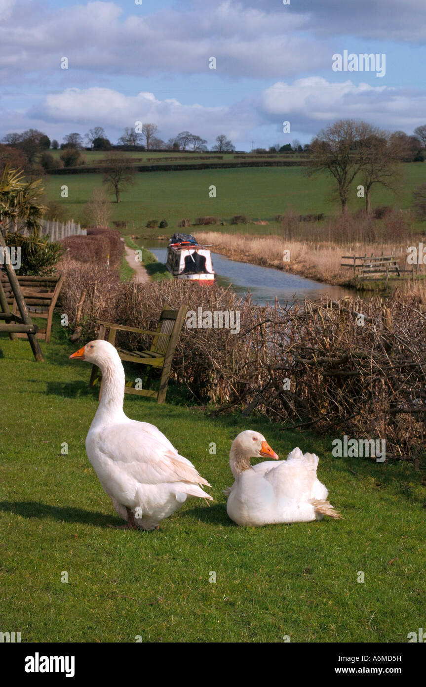 Geese In A Garden Stock Photo - Alamy