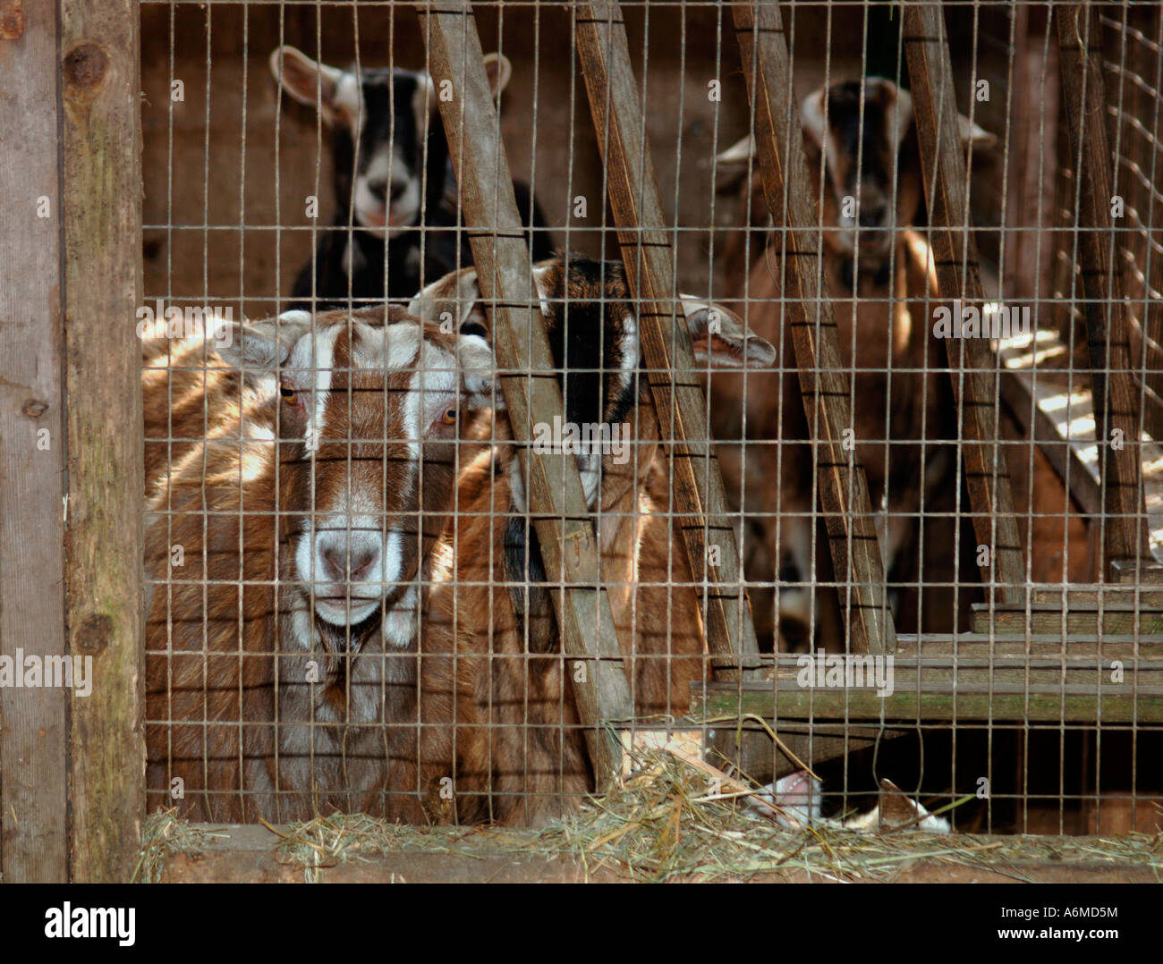 Goats In An Enclosure Stock Photo - Alamy