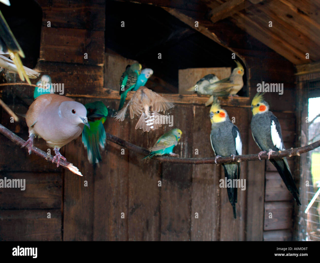 Inside An Avery Containing Different Species Of Birds Stock Photo - Alamy
