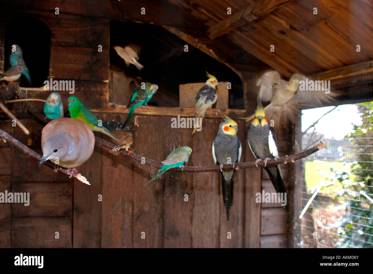 Inside An Avery Containing Different Species Of Birds Stock Photo - Alamy