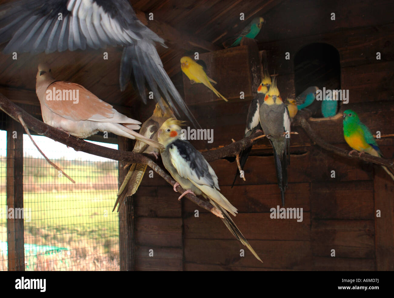 Inside An Avery Containing Different Species Of Birds Stock Photo - Alamy