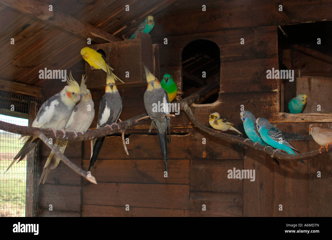 Inside An Avery Containing Different Species Of Birds Stock Photo - Alamy