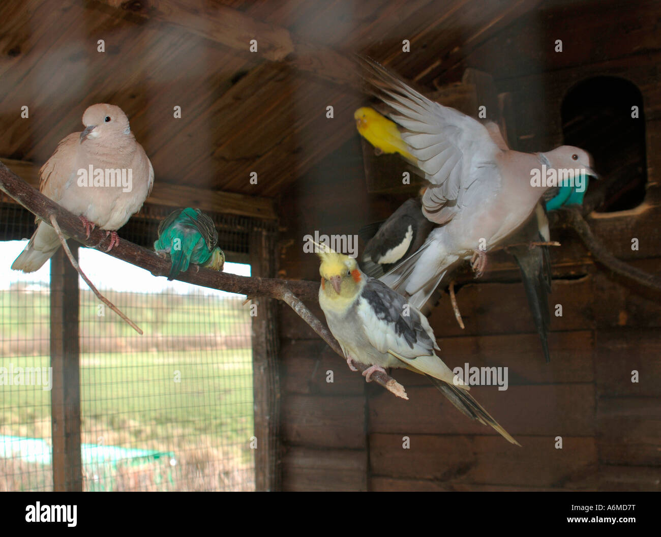 Inside An Avery Containing Different Species Of Birds Stock Photo - Alamy