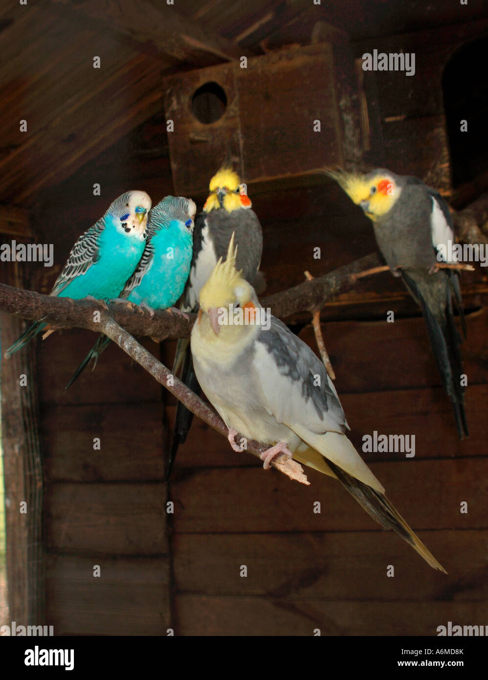 Inside An Avery Containing Different Species Of Birds Stock Photo - Alamy