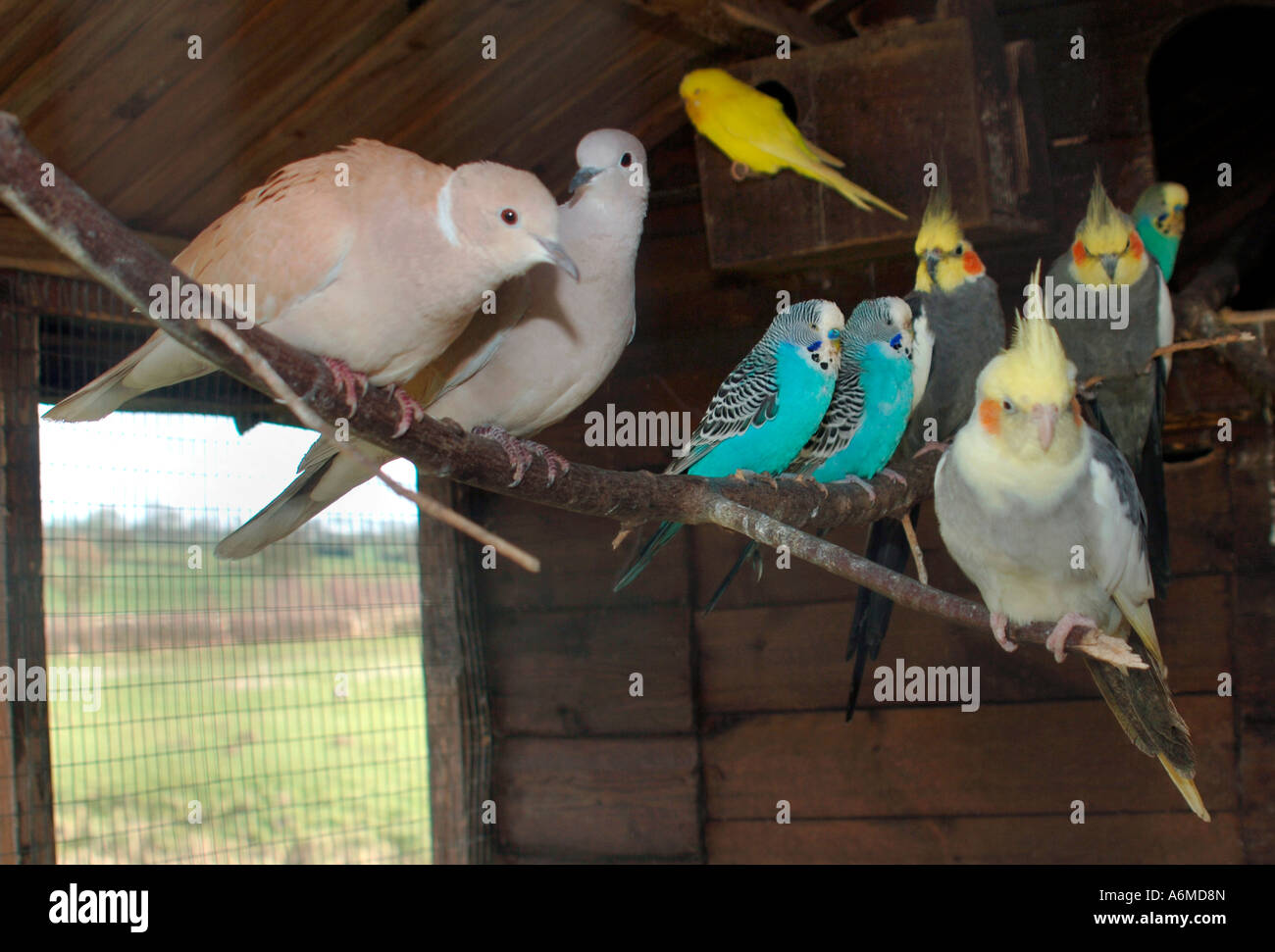 Inside An Avery Containing Different Species Of Birds Stock Photo - Alamy