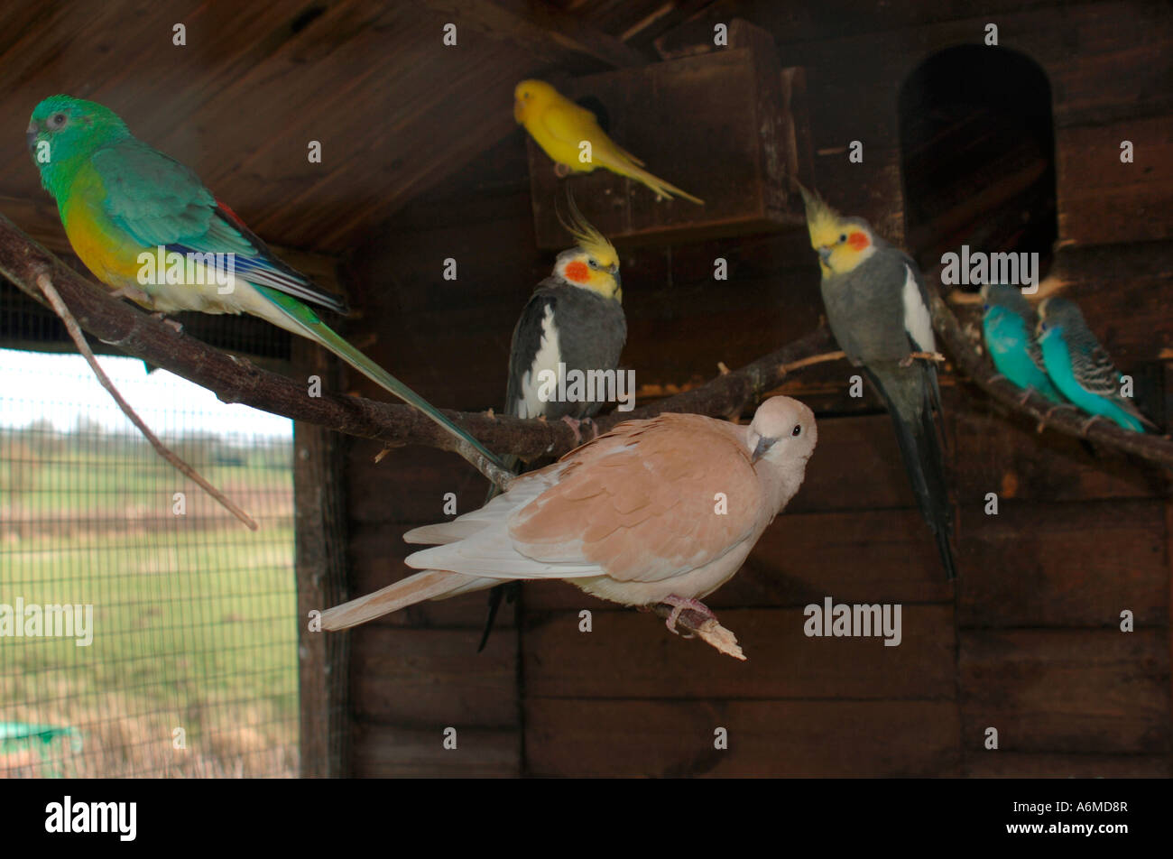 Inside An Avery Containing Different Species Of Birds Stock Photo - Alamy