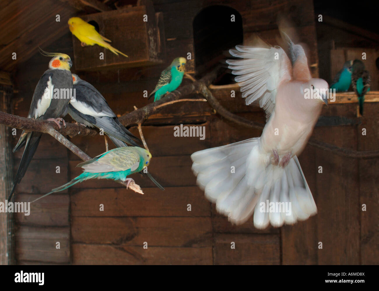 Inside An Avery Containing Different Species Of Birds Stock Photo - Alamy