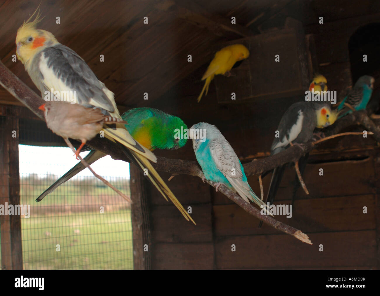 Inside An Avery Containing Different Species Of Birds Stock Photo - Alamy