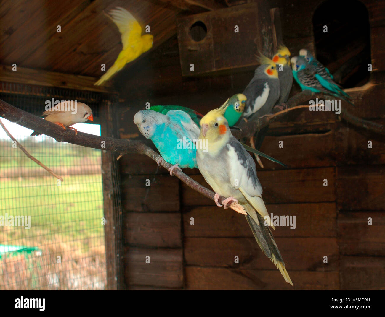 Inside An Avery Containing Different Species Of Birds Stock Photo - Alamy