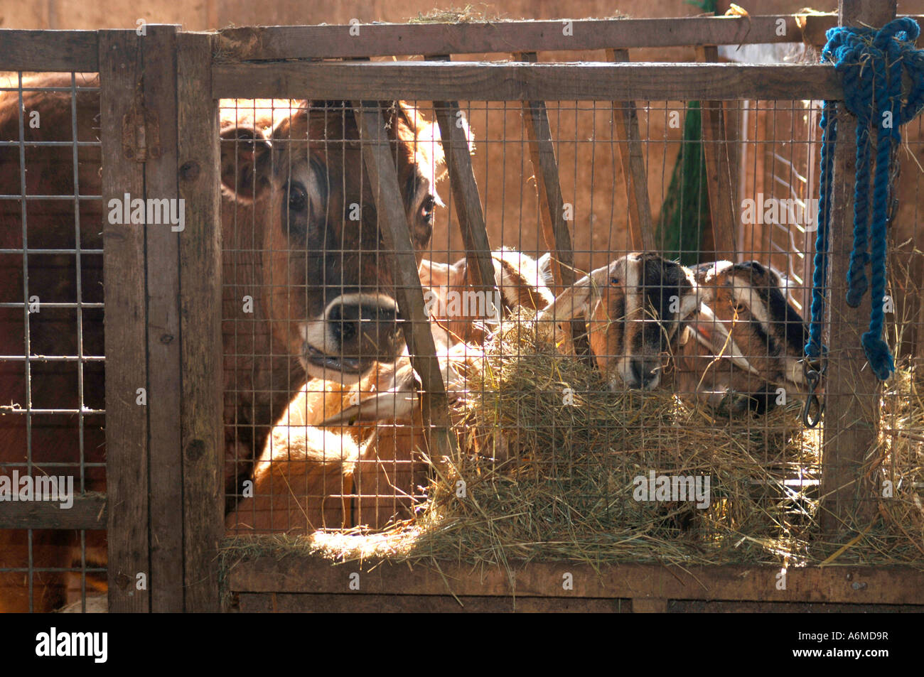 Jersey Cow & Goats In A Stable Stock Photo - Alamy