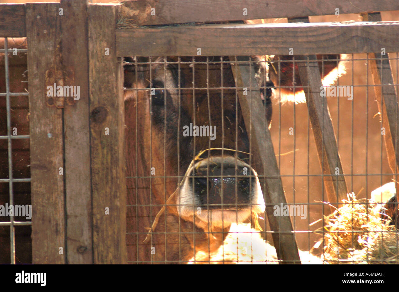 Jersey Cow In A Stable Stock Photo - Alamy