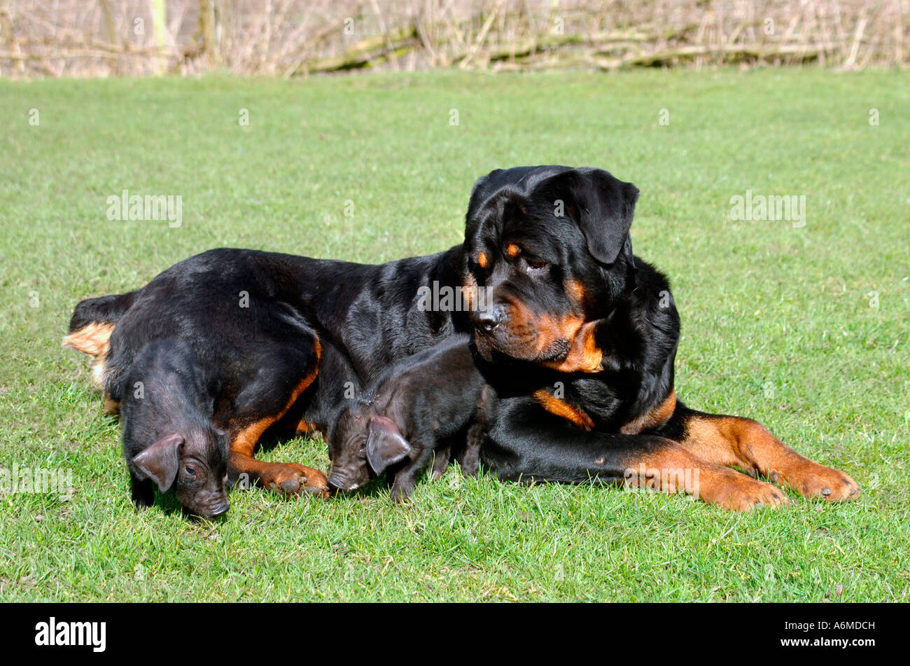 Oscar The Rothweiler Guarding His Two Adopted British Black Piglets ...