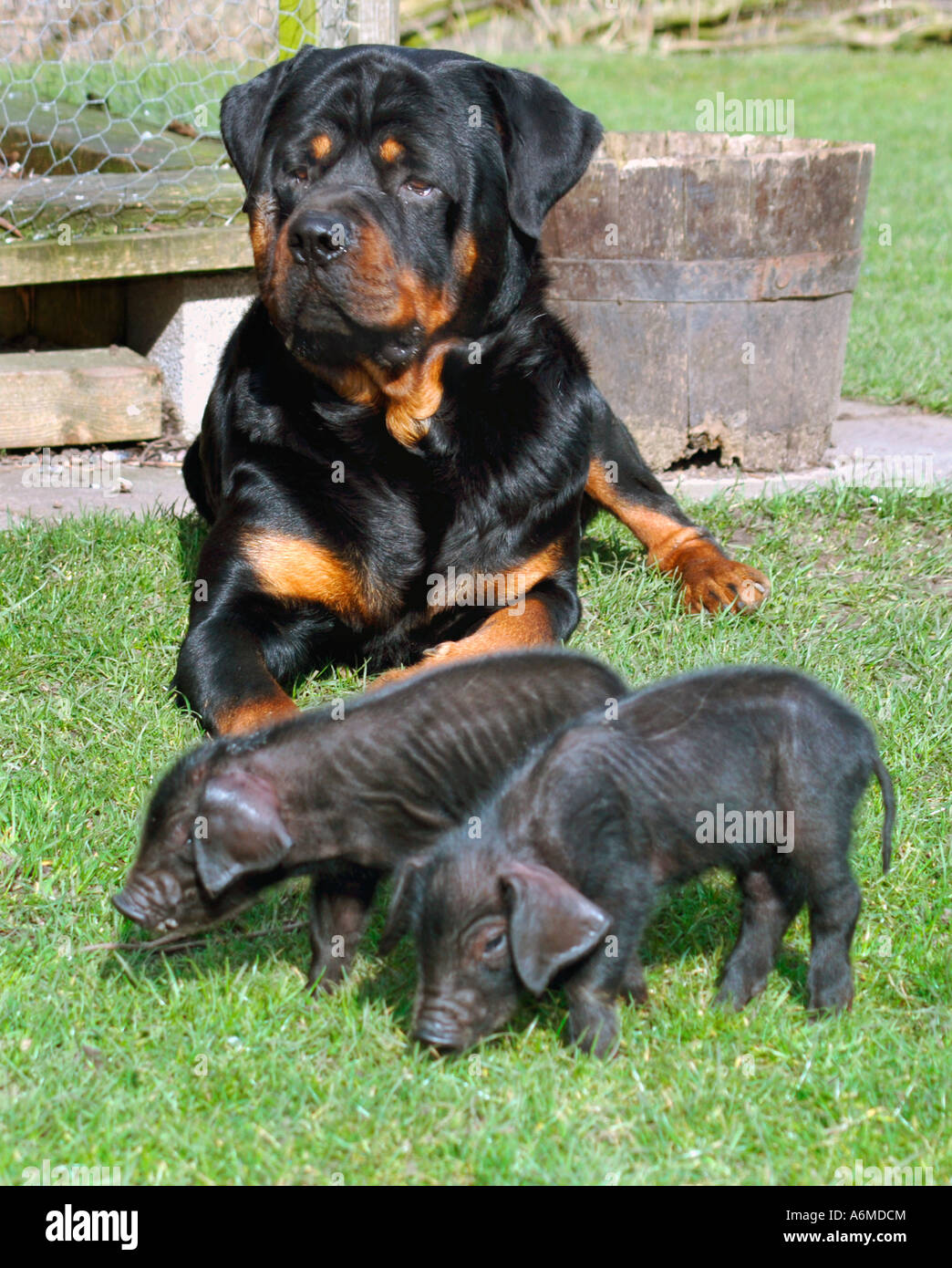 Rothweiler hi-res stock photography and images - Alamy