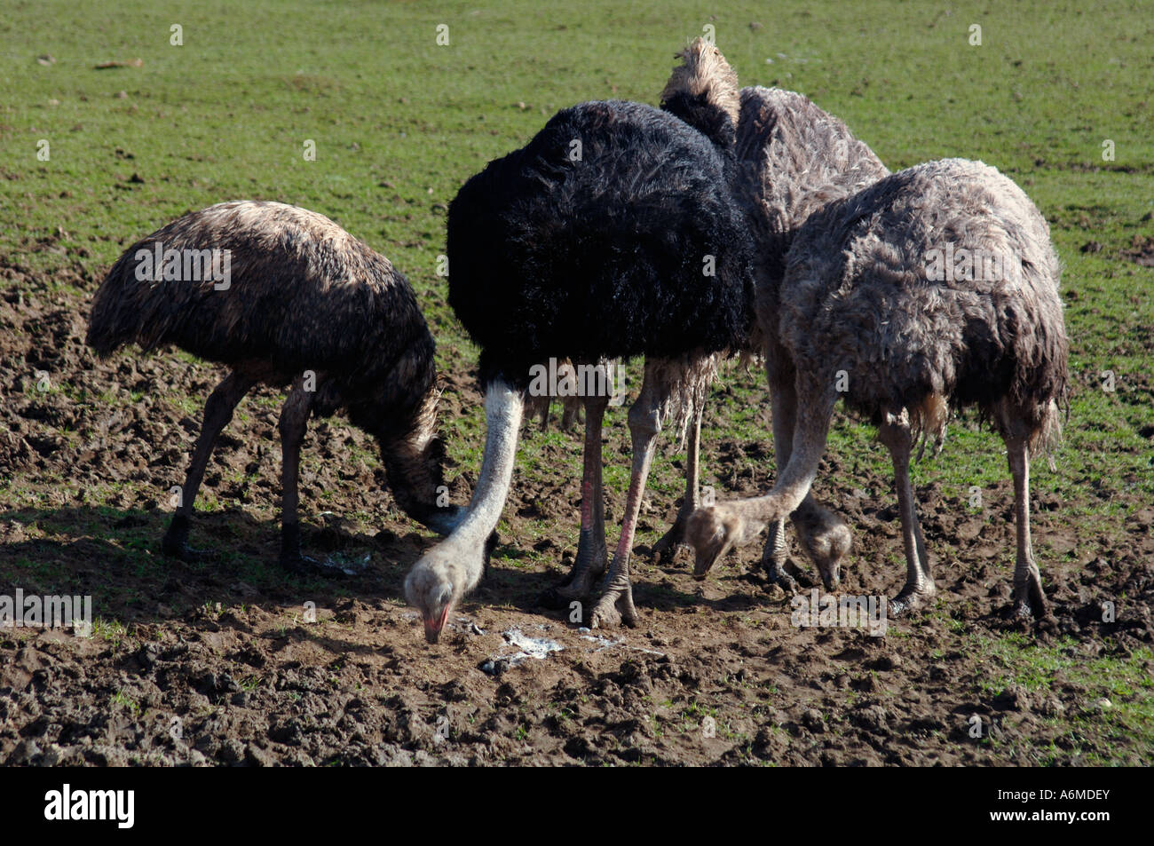 Ostriches & Emu Stock Photo - Alamy