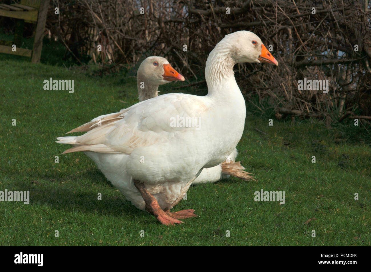 Two farm geese hi-res stock photography and images - Alamy