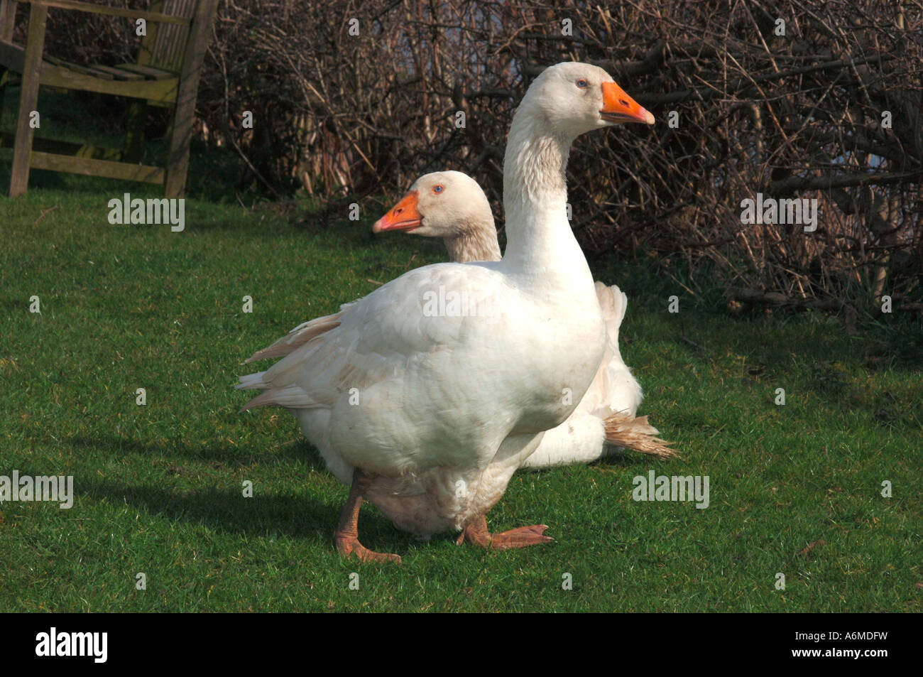 Pair Of White Geese Stock Photo - Alamy