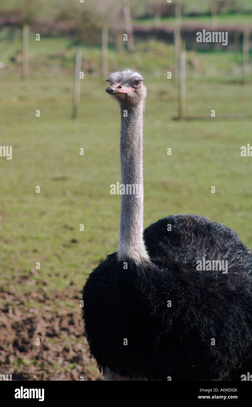 Adult male ostrich photograph hi-res stock photography and images - Alamy
