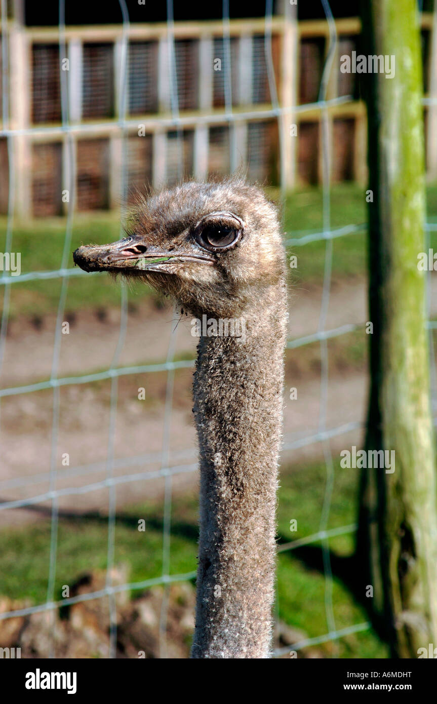 Portrait Of A Male Ostrich Stock Photo - Alamy