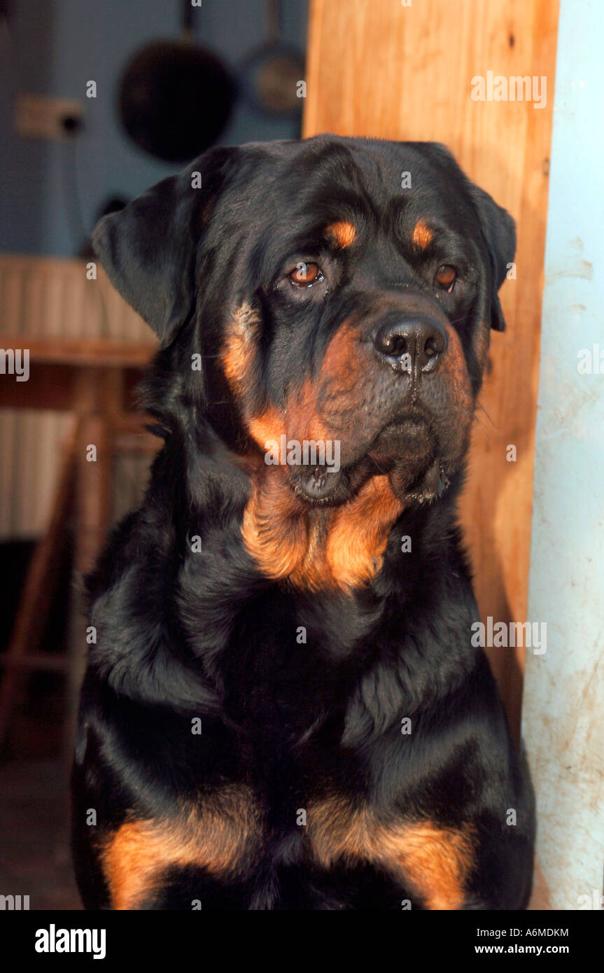 Portrait Of A Rottweiler Dog Stock Photo - Alamy