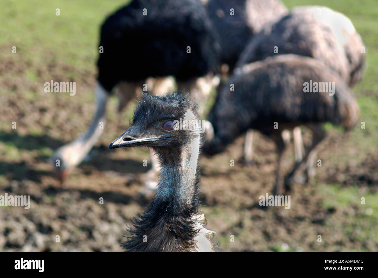 Portrait Of An Emu Stock Photo - Alamy