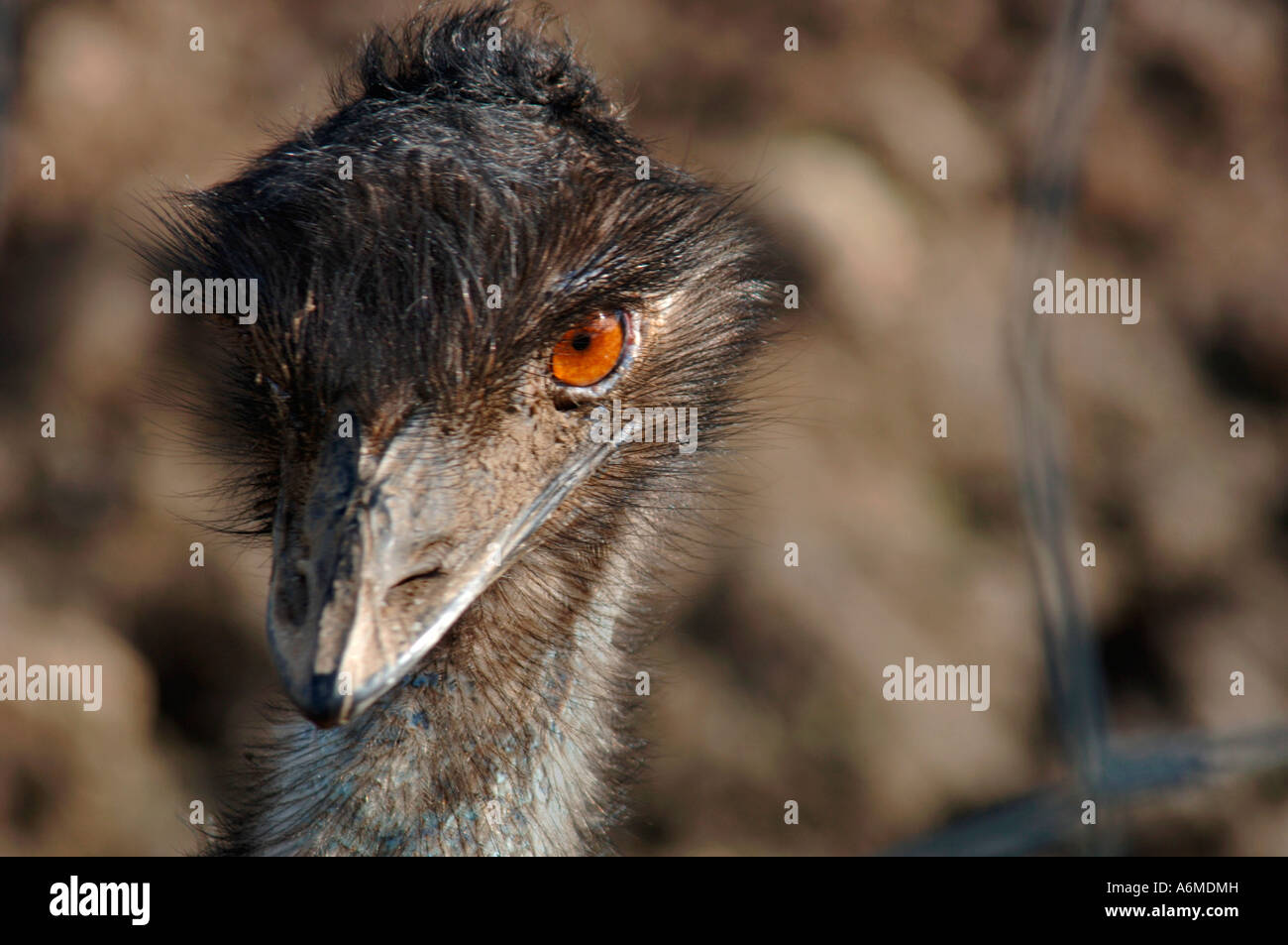 Portrait Of An Emu Stock Photo - Alamy