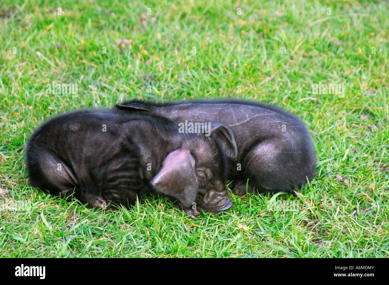 Rare Breed Of British Black Piglets Stock Photo - Alamy