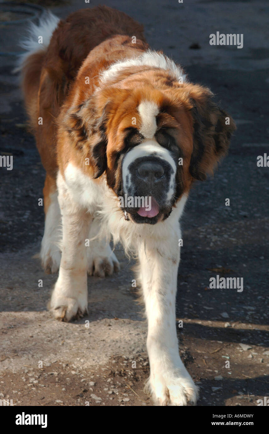 Saint bernard rescue hi-res stock photography and images - Alamy