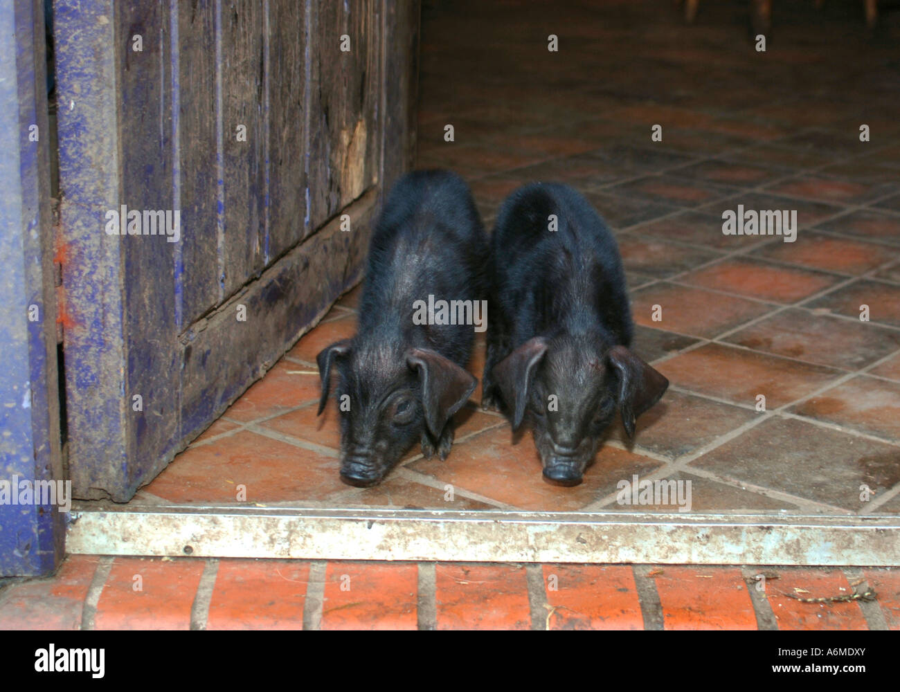 Rare Breed Of British Black Piglets Stock Photo - Alamy