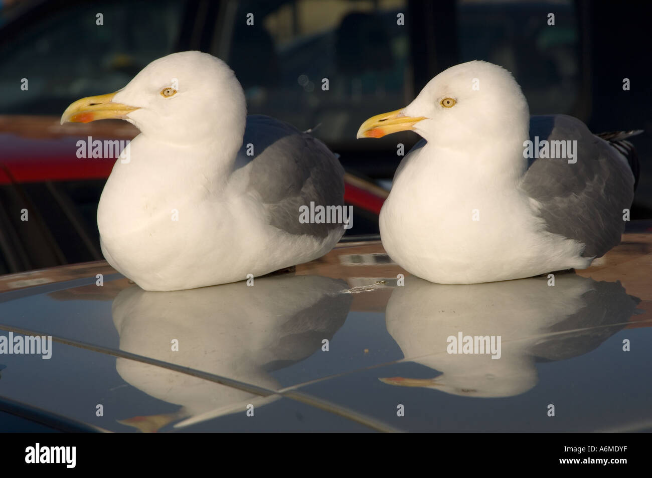 Two herring gull, seabirds on Car roof at Whitby harbour, North ...