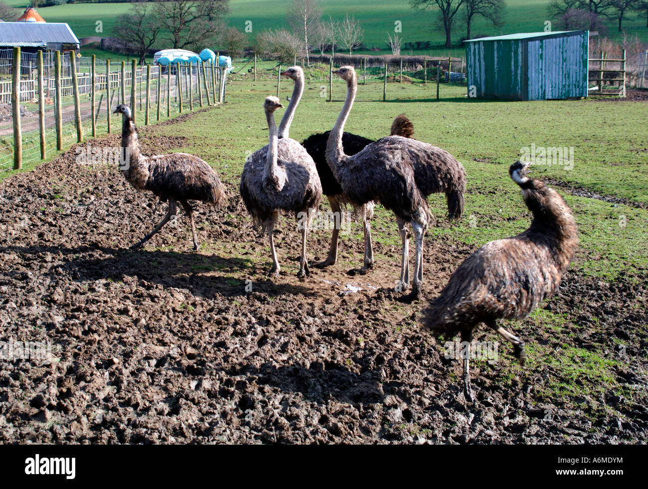 Ostriches & Emus Stock Photo - Alamy