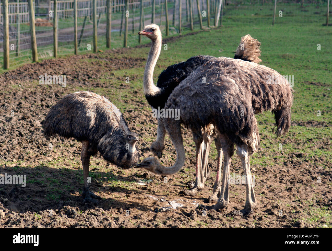 Two Ostriches & An Emu Stock Photo - Alamy