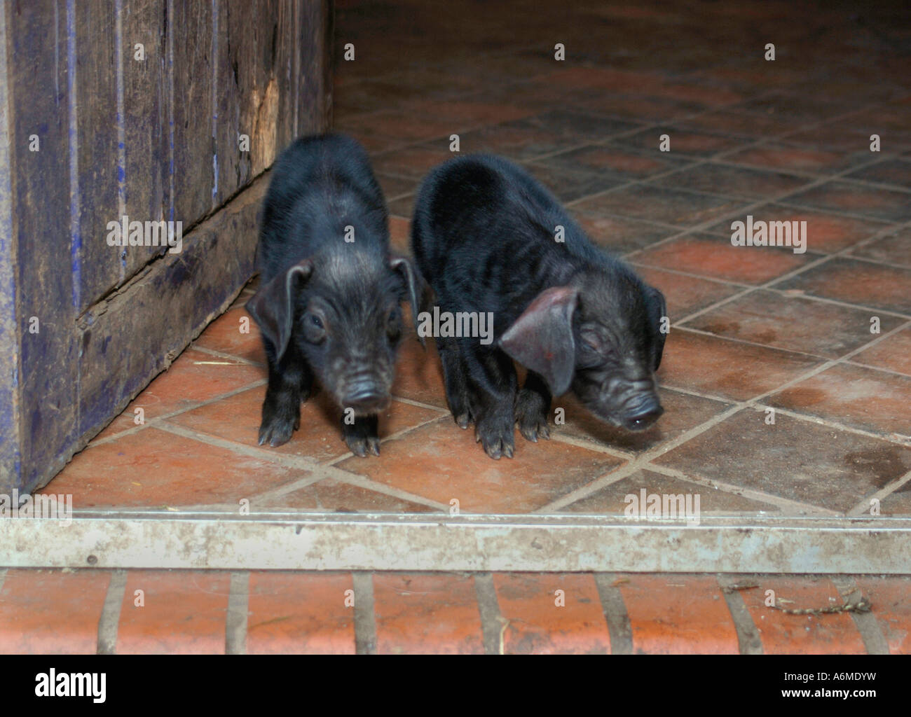 Rare Breed Of British Black Piglets Stock Photo - Alamy