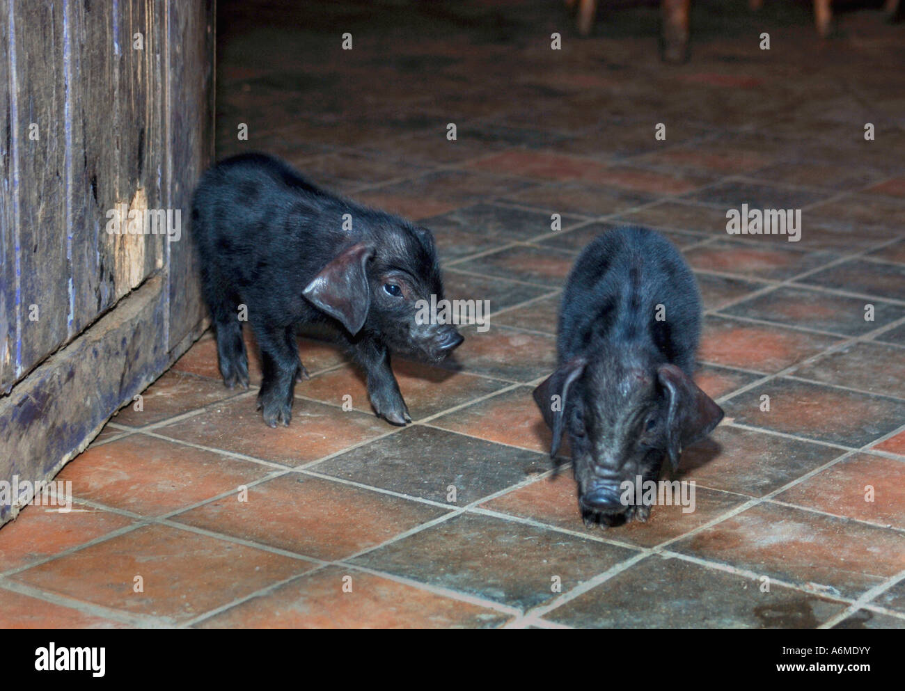 British Black Piglets Stock Photos & British Black Piglets Stock Images ...