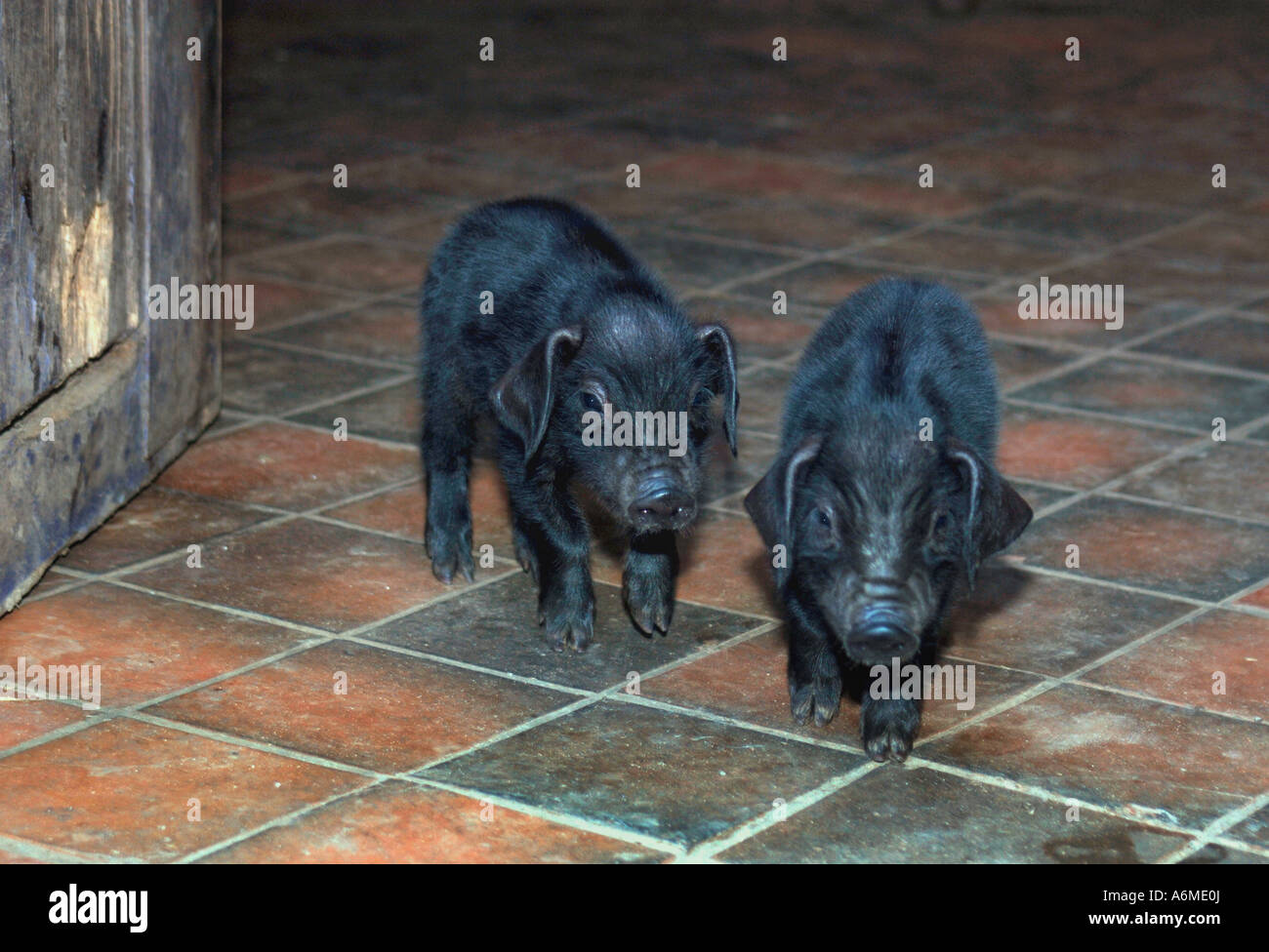 Rare Breed Of British Black Piglets Stock Photo - Alamy