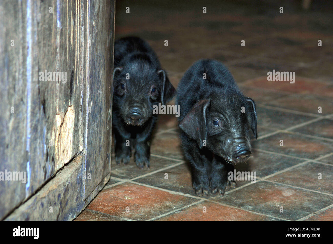 Rare Breed Of British Black Piglets Stock Photo - Alamy