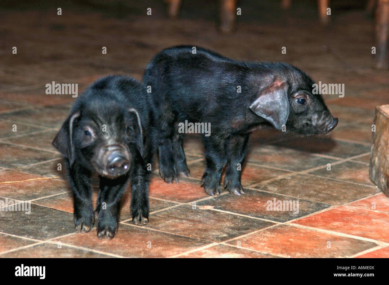 Rare Breed Of British Black Piglets Stock Photo - Alamy