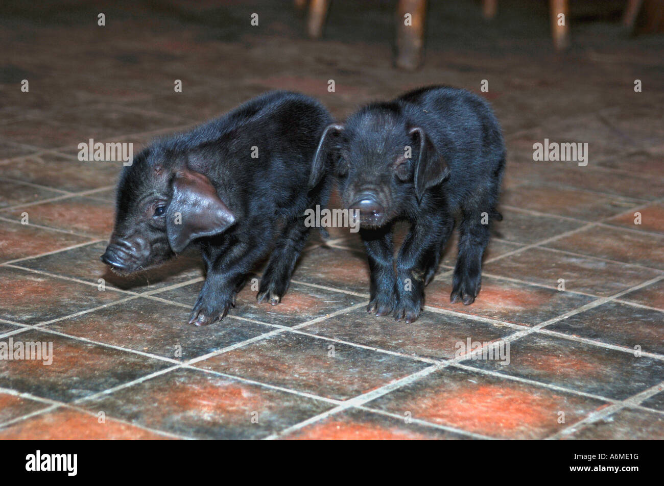 British Black Piglets Stock Photos & British Black Piglets Stock Images ...