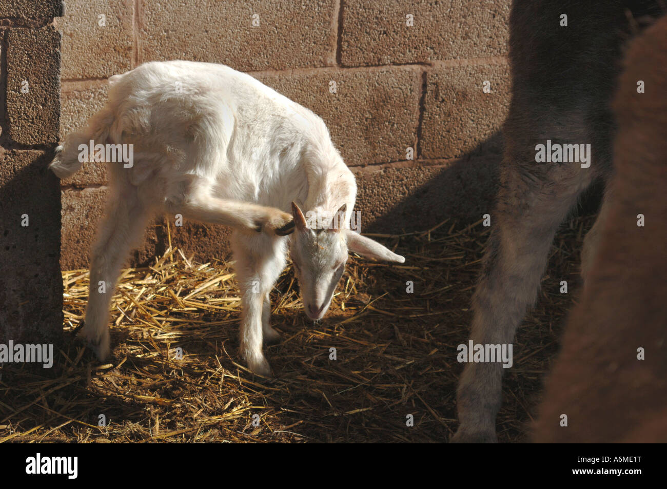 Young White Goat Having A Scratch Stock Photo - Alamy