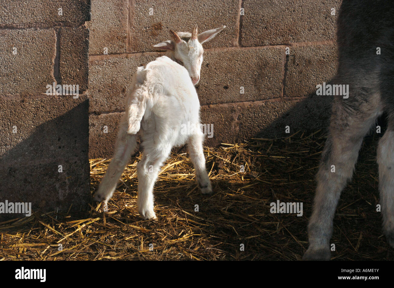 Young White Goat Having A Scratch Stock Photo - Alamy