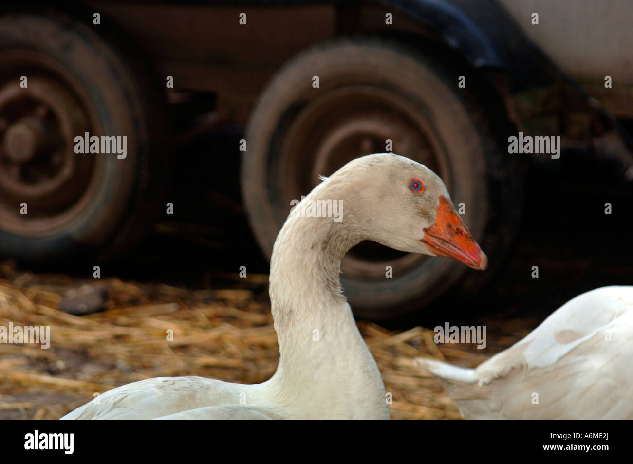 Portrait Of A White Goose Stock Photo - Alamy